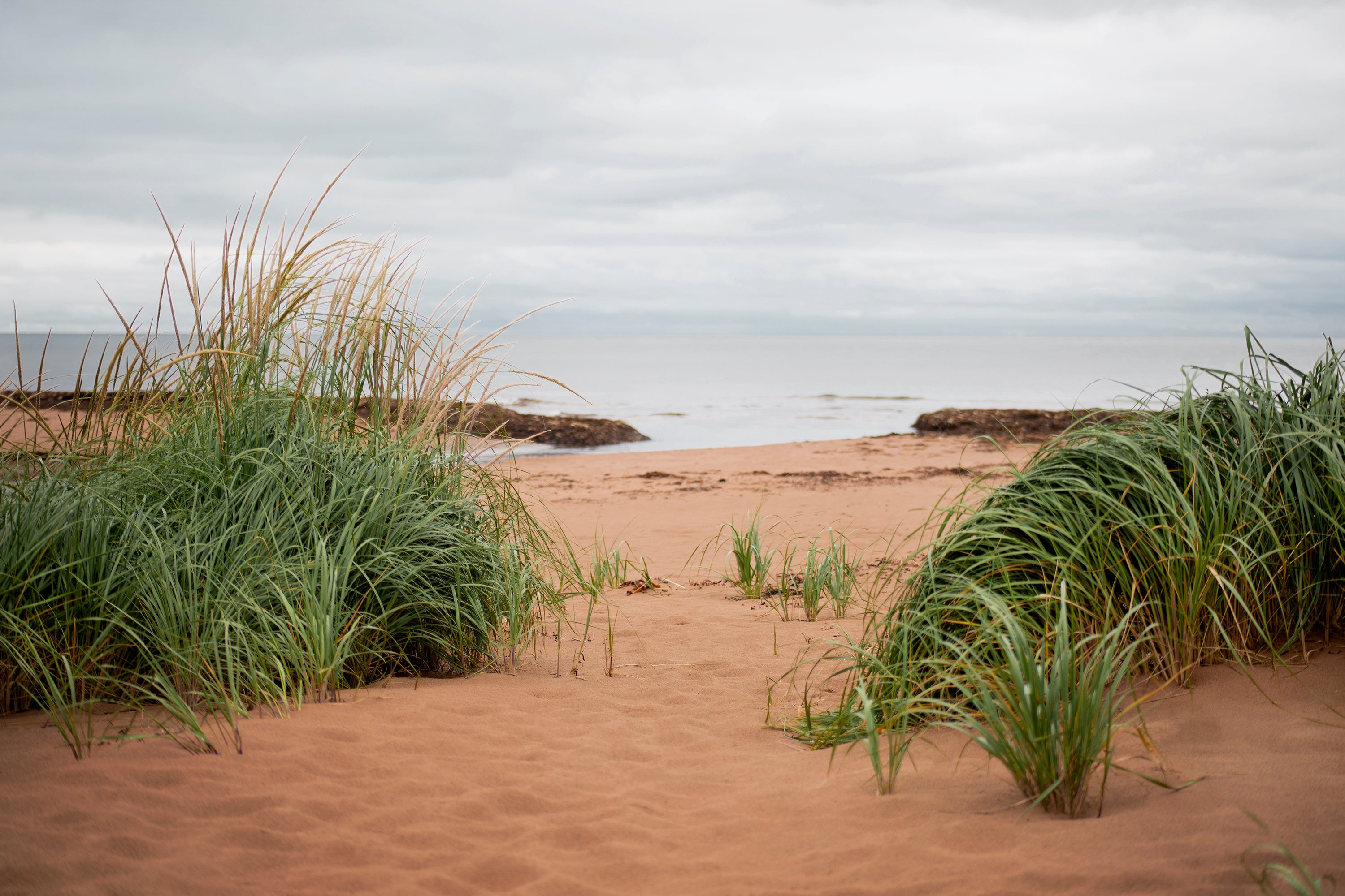 Beach Grass