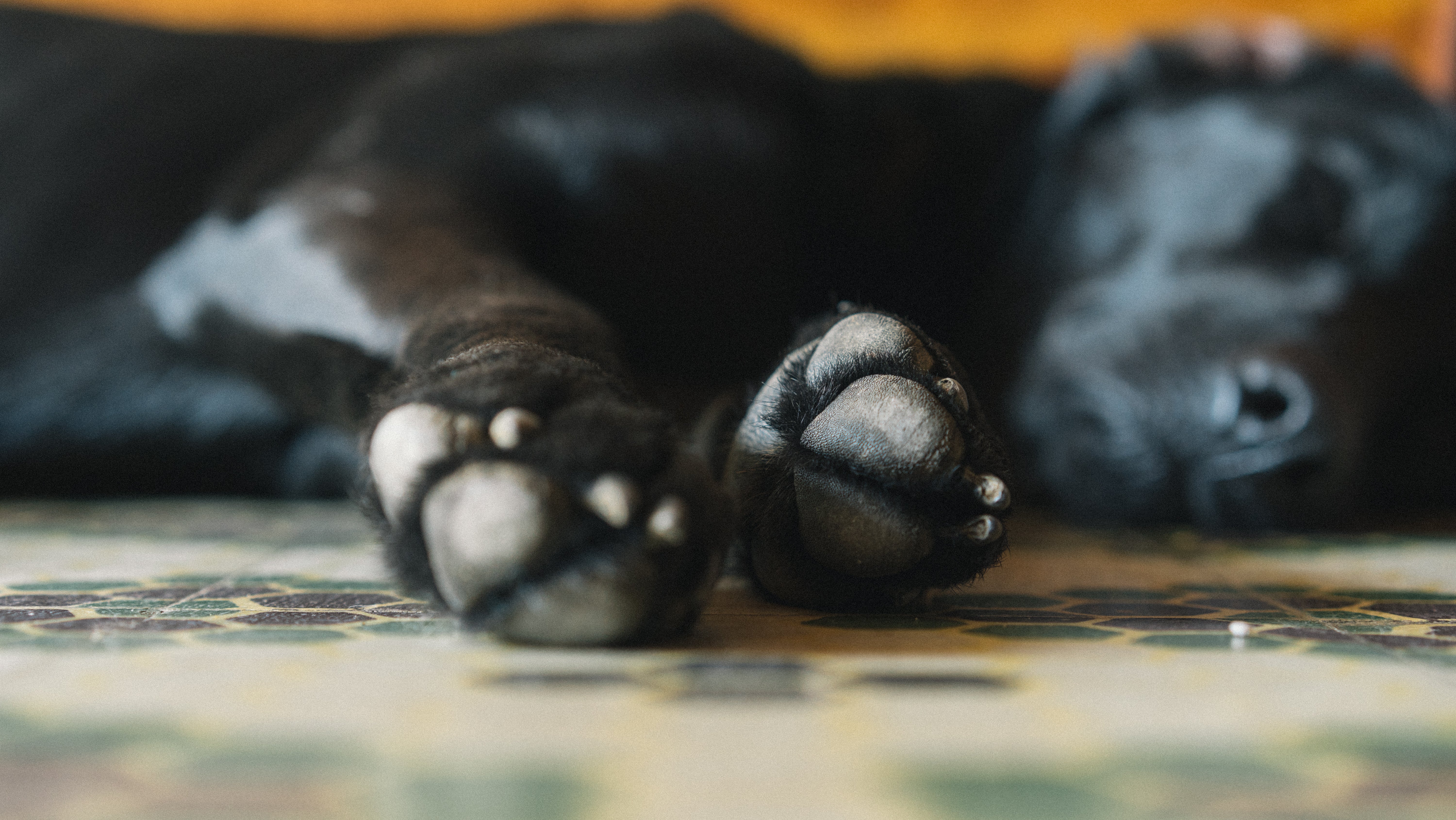 Black Lab Paws