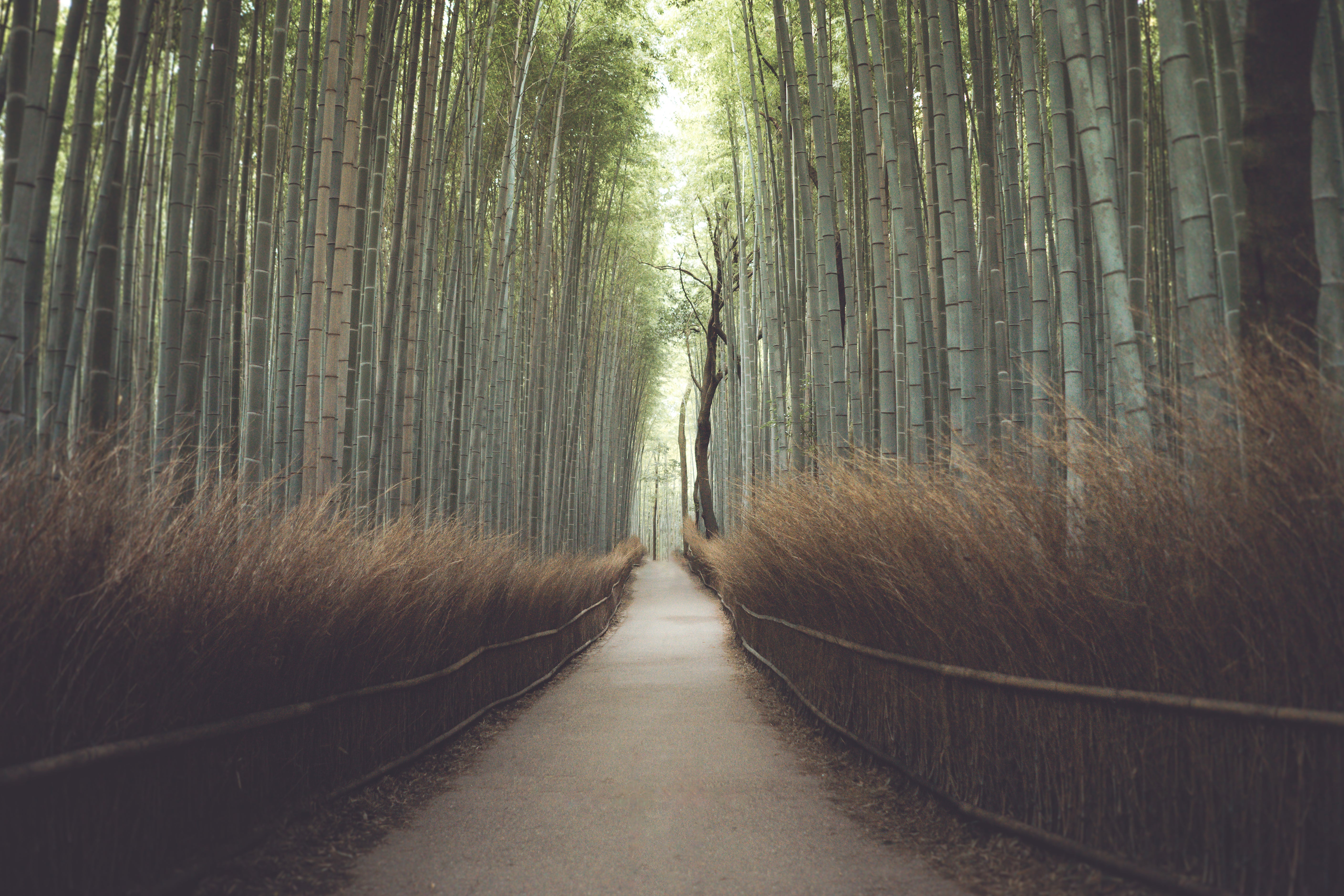 Hd Bamboo Forest Way Bamboo Forest Pathway In Tropical Rain Forest,