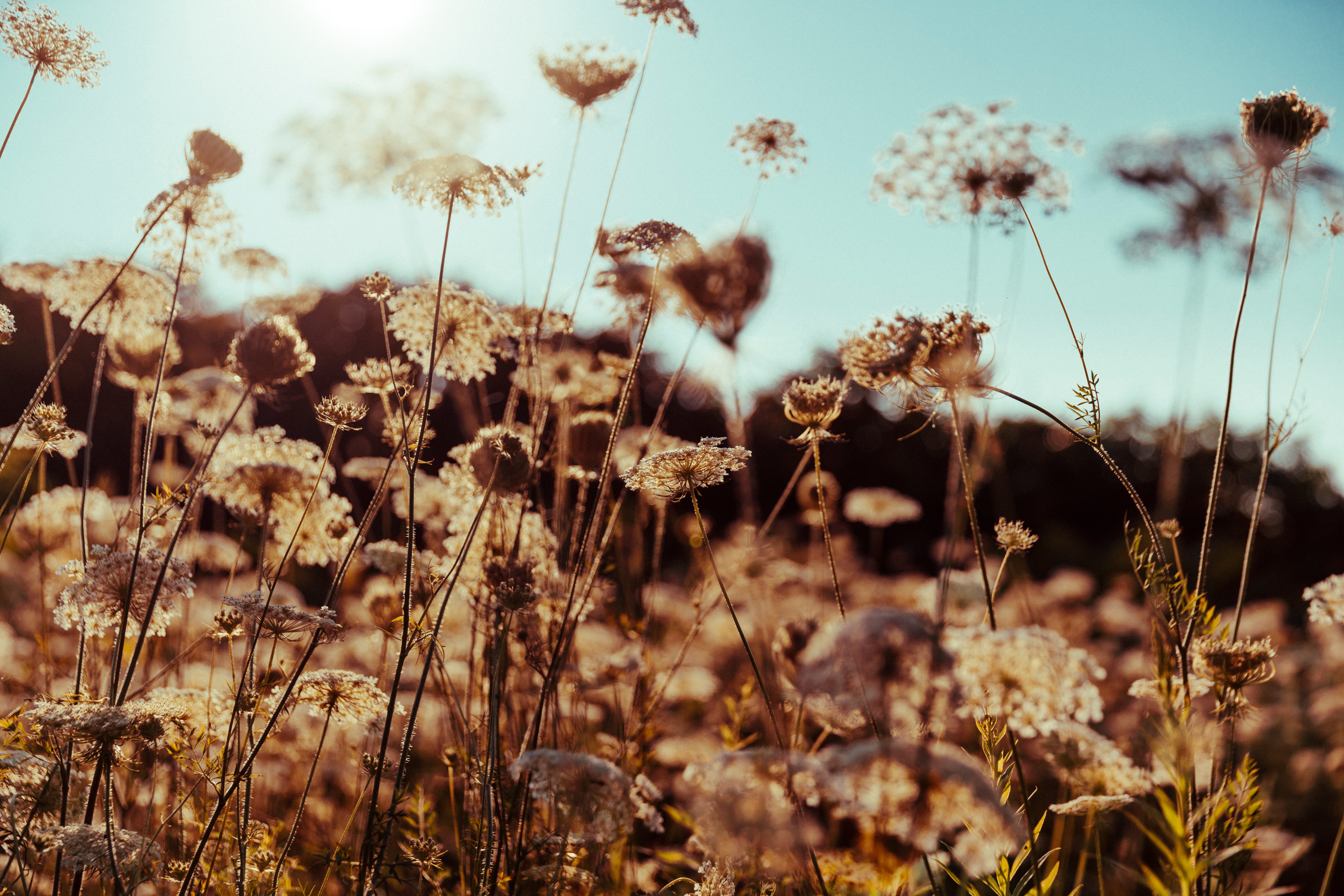 Field Of Wildflowers Tumblr
